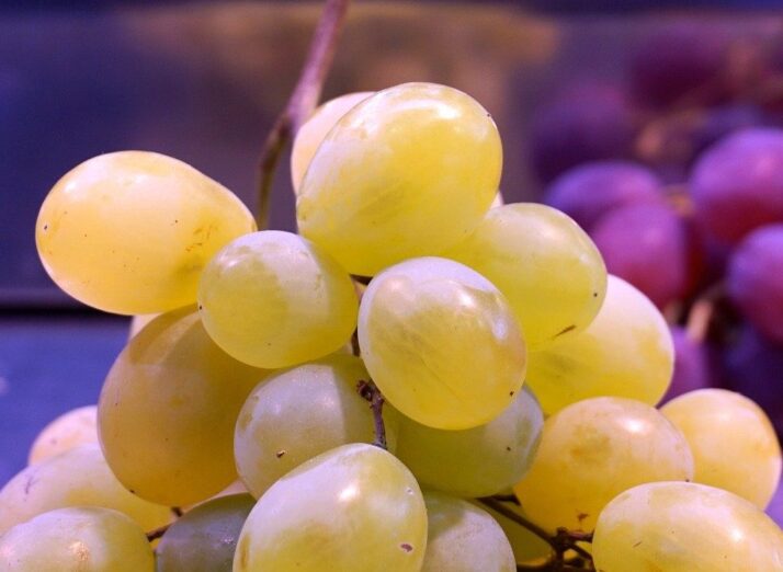 grape-1740957_1280 | たるブログ